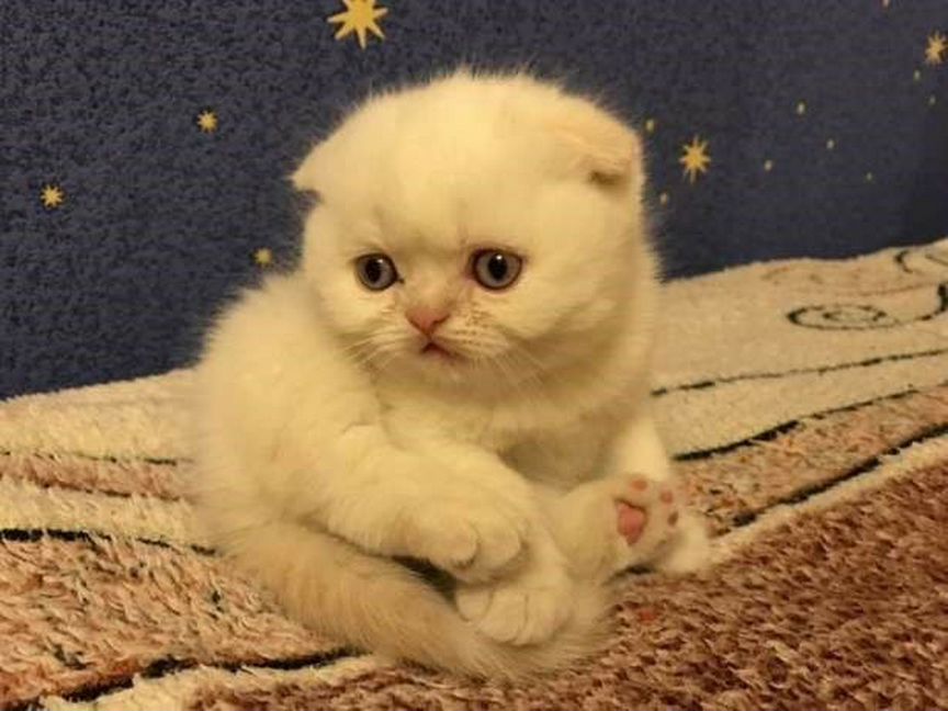 Редкие колорные голубоглазые котята