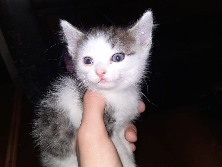 Котята