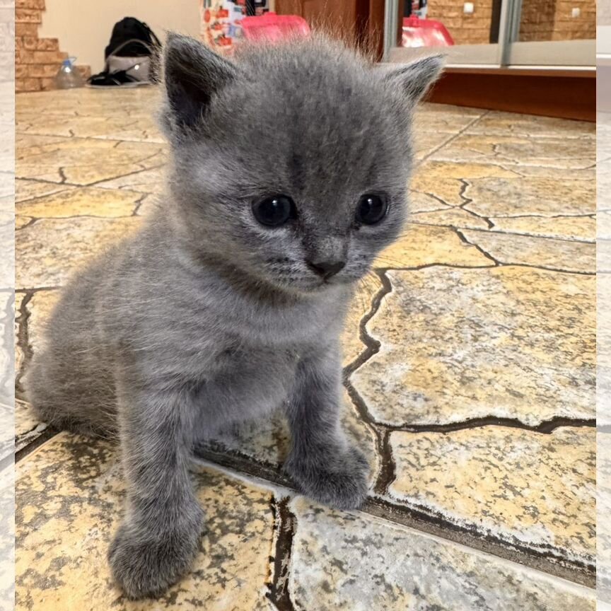 Котенок британский
