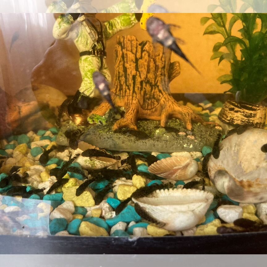 Аквариумные рыбки сомики