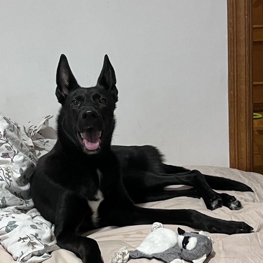 Собака в добрые руки