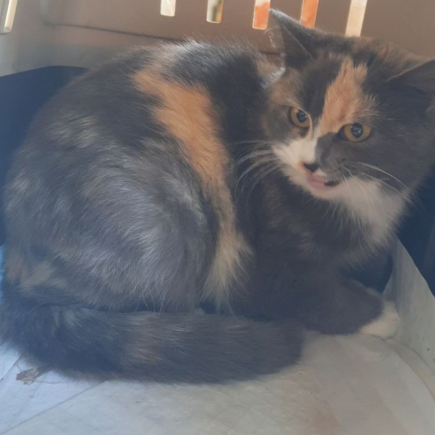 Котенок девочка стерильна