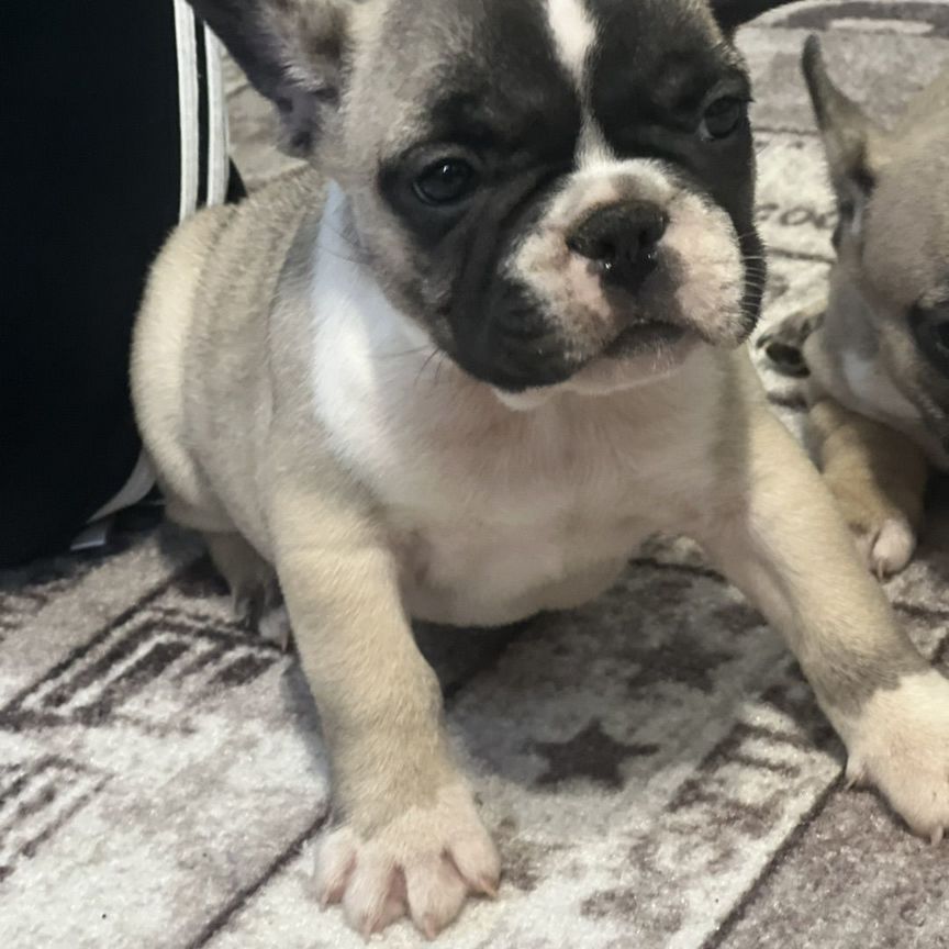 Мальчик красавчик