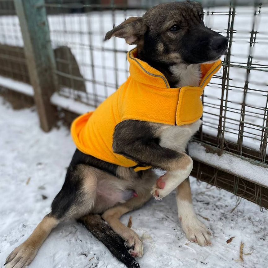 Щенок в добрые руки