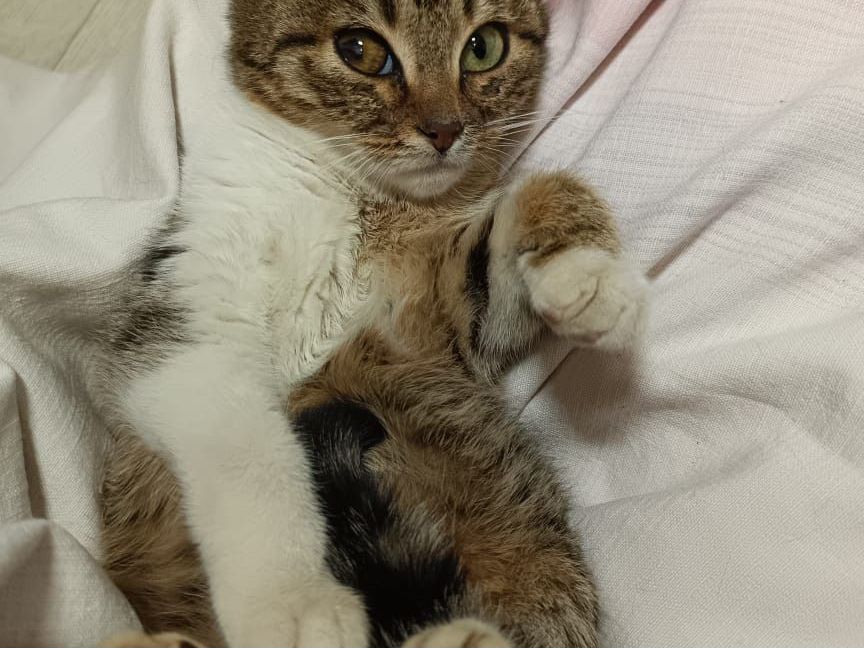 Котенок кошка трехцветка в добрые руки