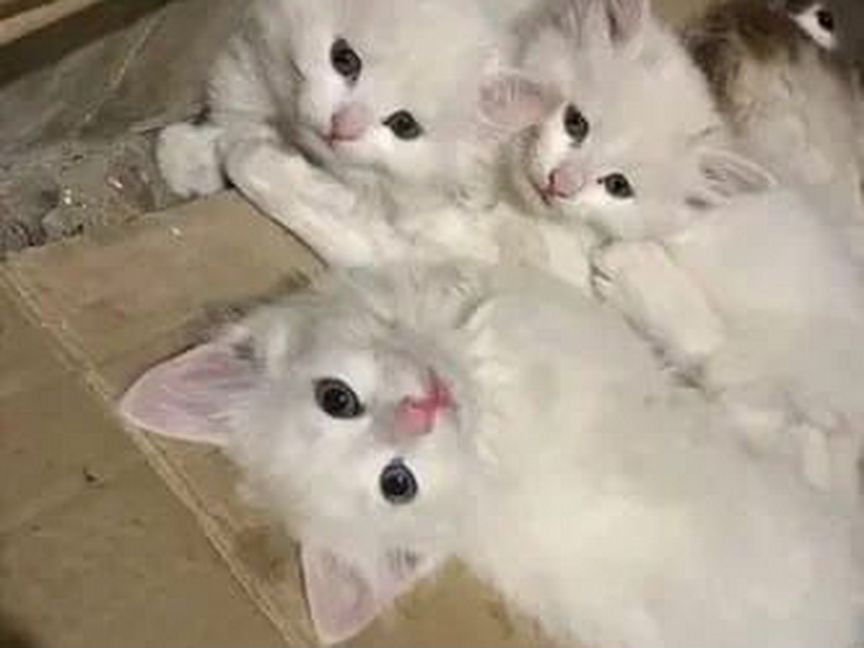 Ангорские котята