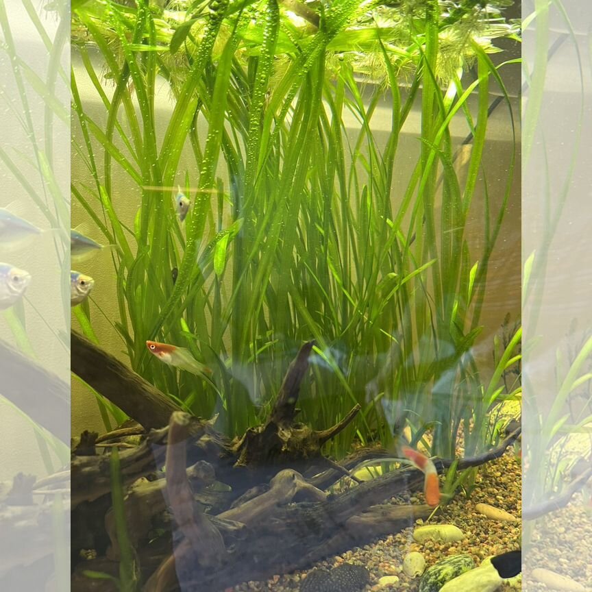 Валиснерия