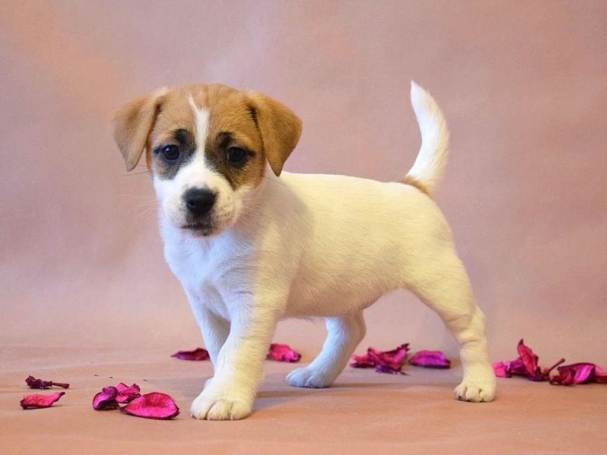 Клубный щенок Джек рассел, девочка