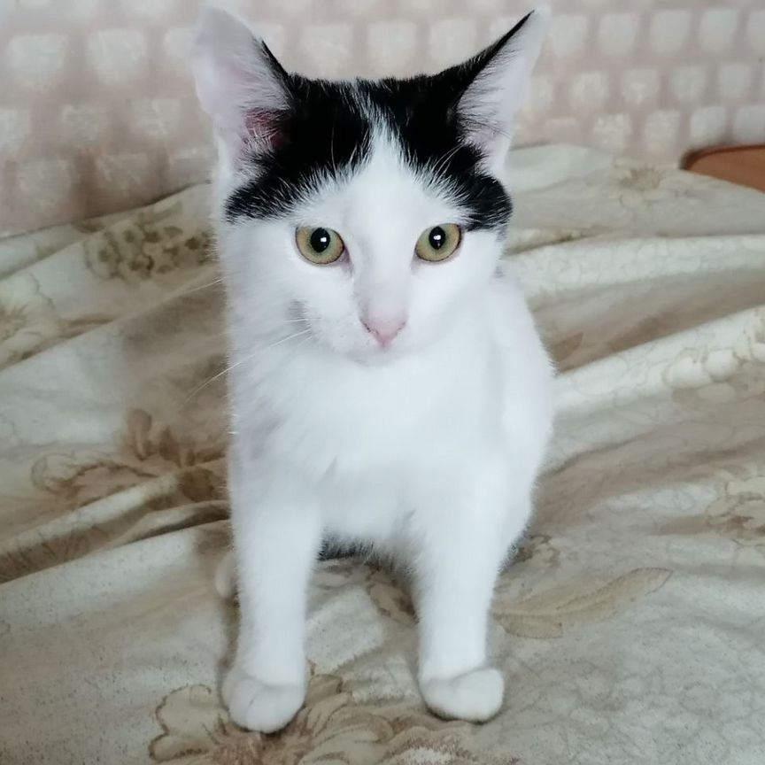 Животные