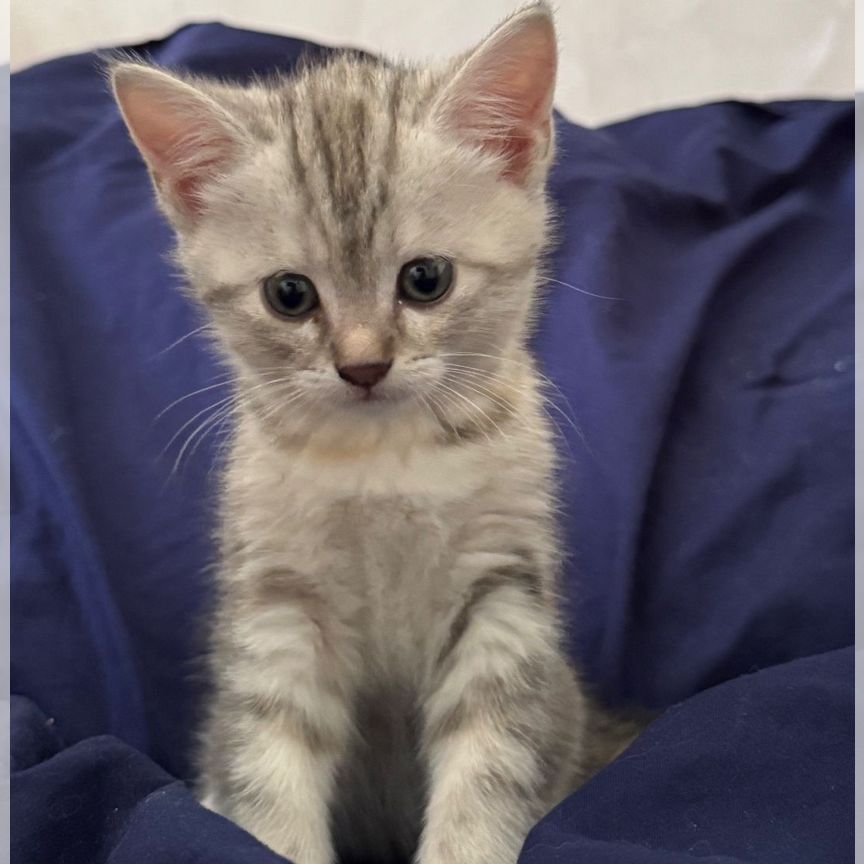 Британский короткошёрстный котёнок