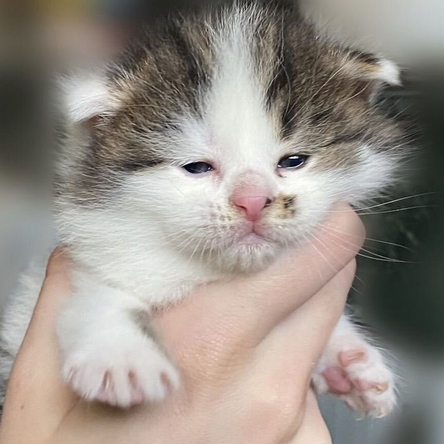 Британские котята бронь