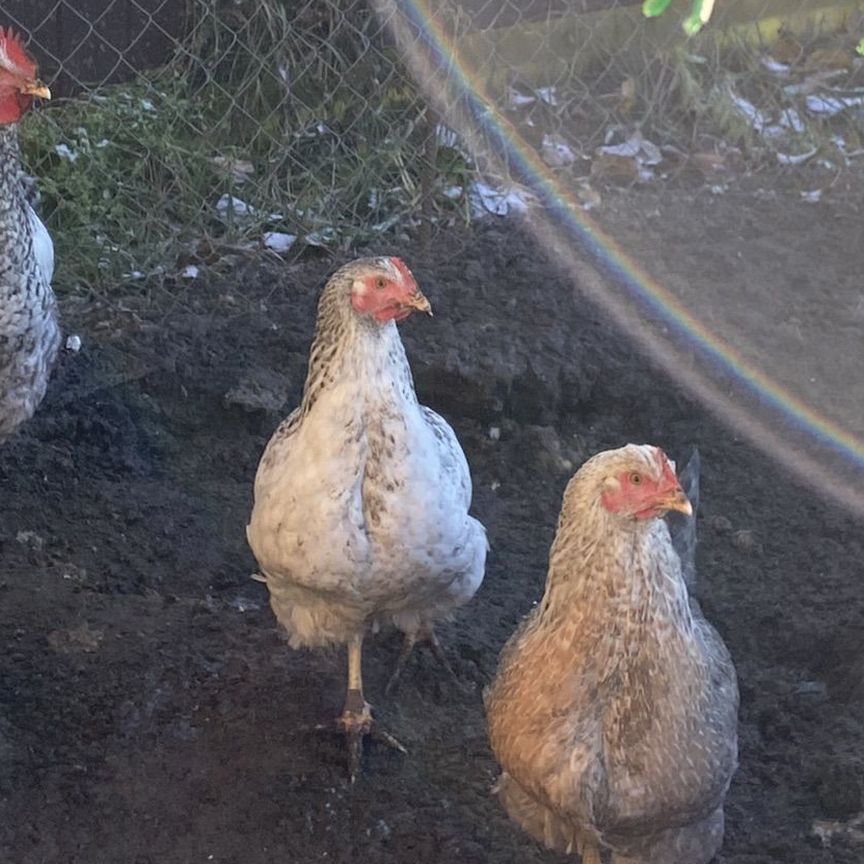 Молодые петухи