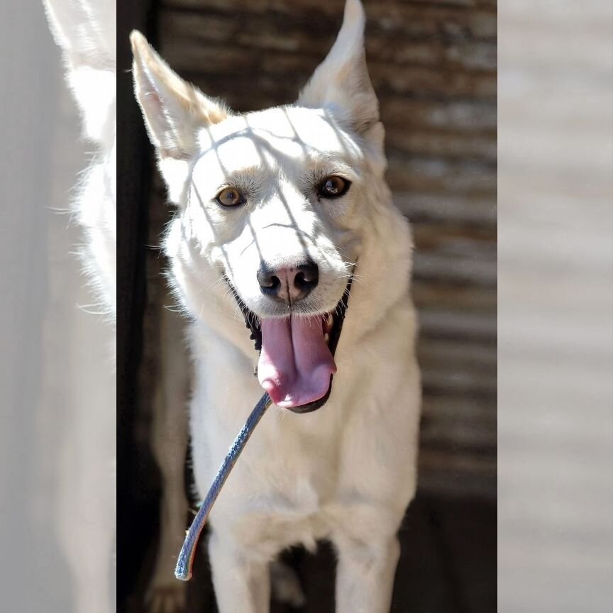 Взрослый пёс в добрые руки