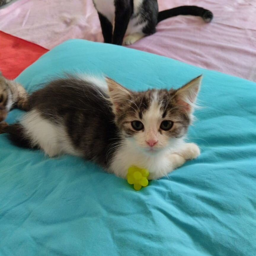 Котенок