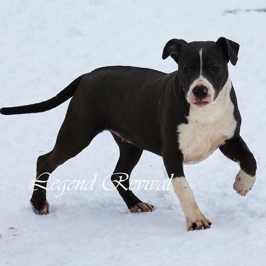 Американский стаффордширский терьер, щенок