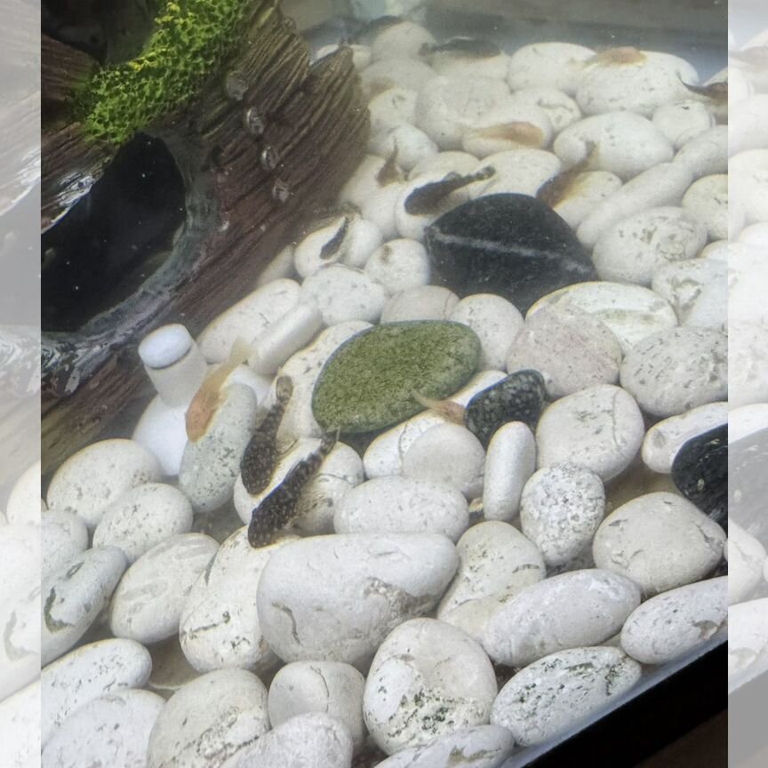 Анциструс сомики