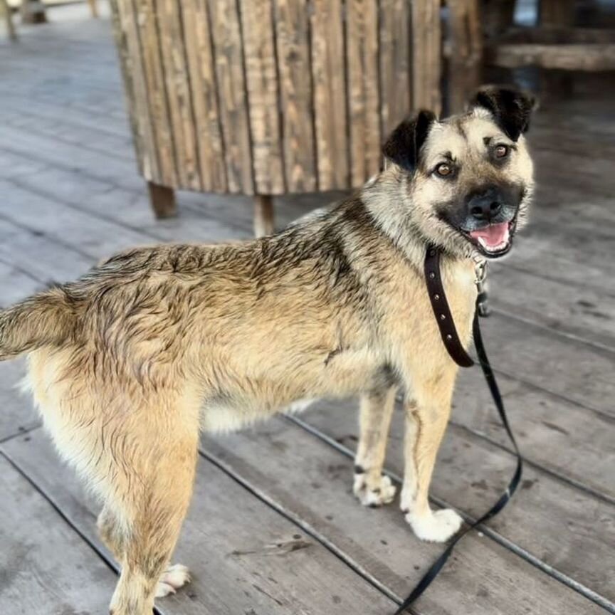 Макса спасли от живодёров. Нужен хороший хозяин