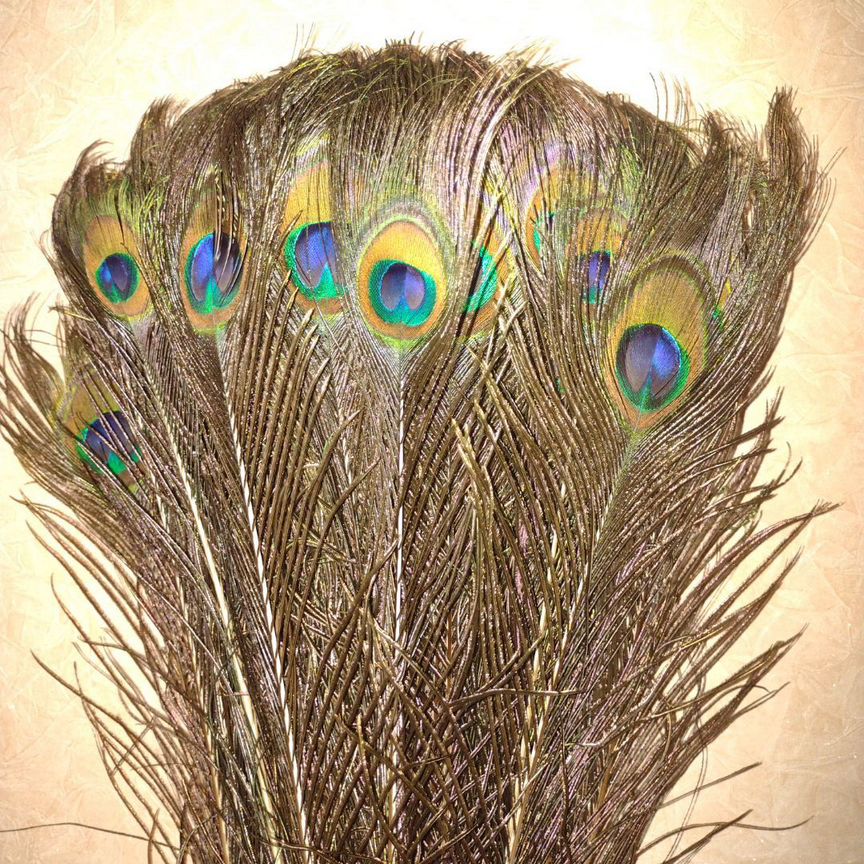 Перья павлина натуральные