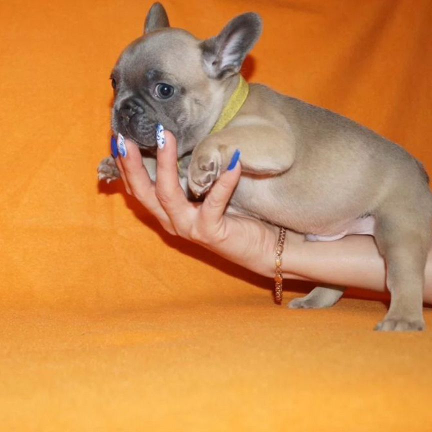 Перламутровый парень