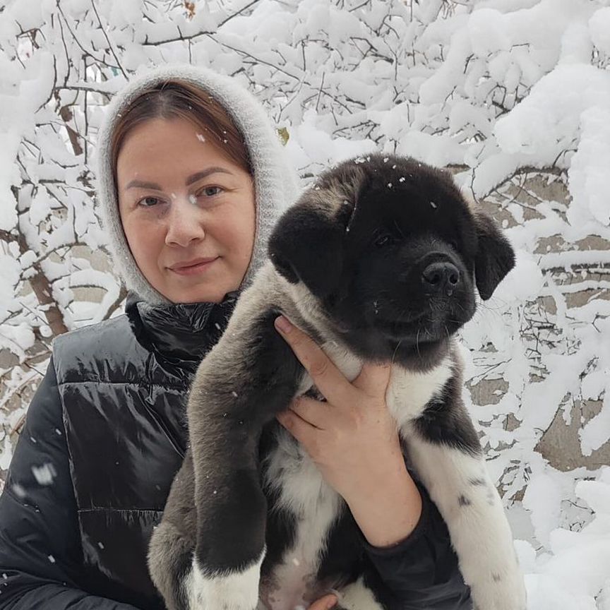 Американская акита, щенки