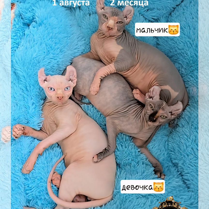 Канадский сфинкс котёнок