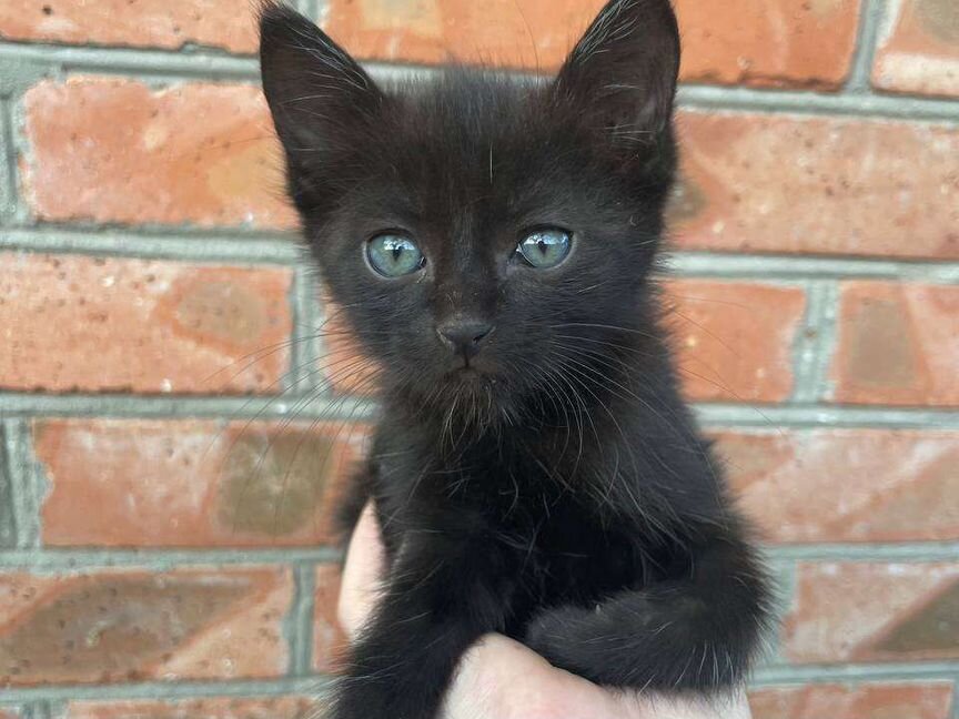 Красивые котики 2 месяца