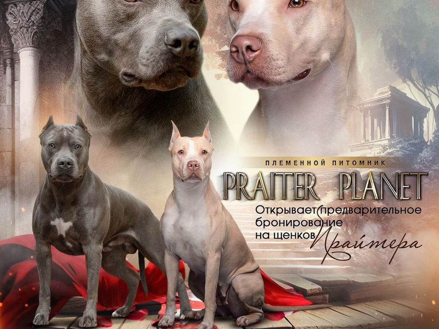 Питбуль прайтер