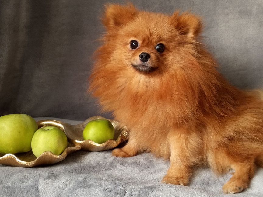 Померанский шпиц мини