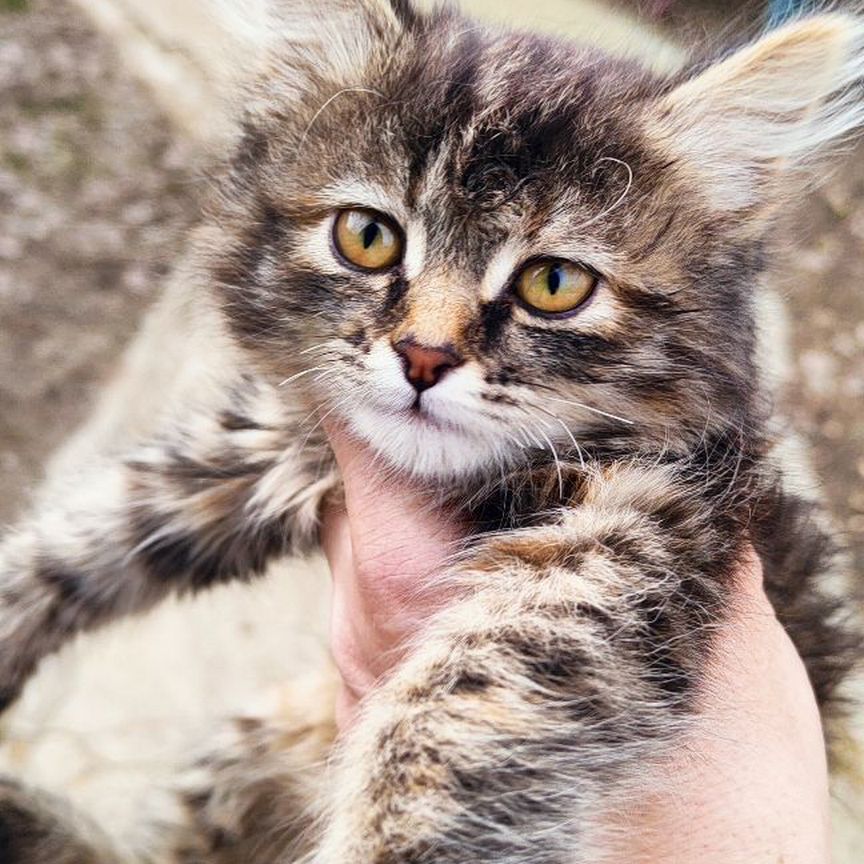 Котёнок в добрые руки