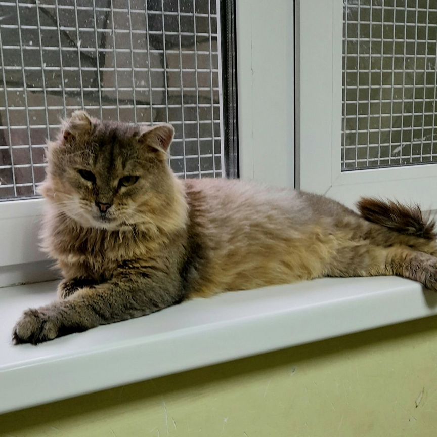 Взрослый кот в добрые руки