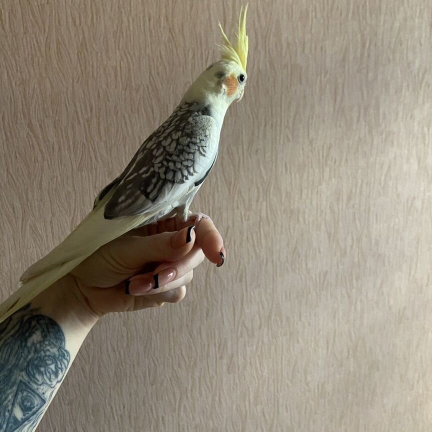 Попугай корелла мальчик