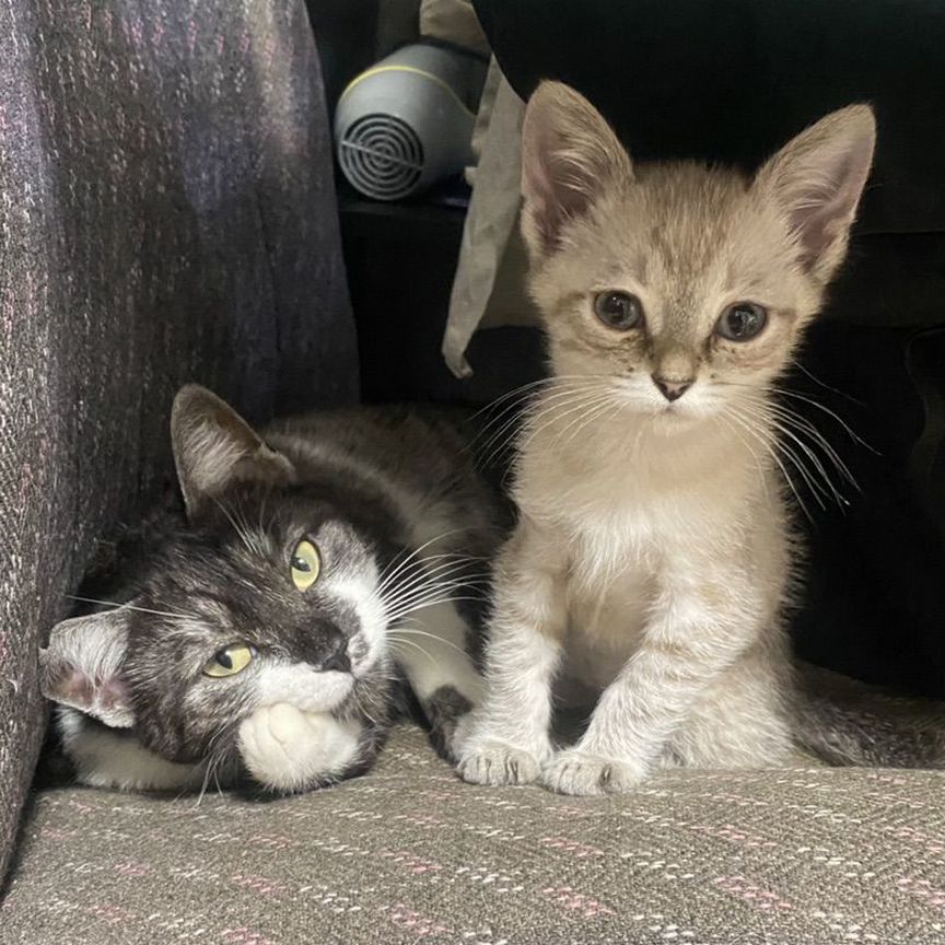 Отдам в добрые руки кошечку с котенком