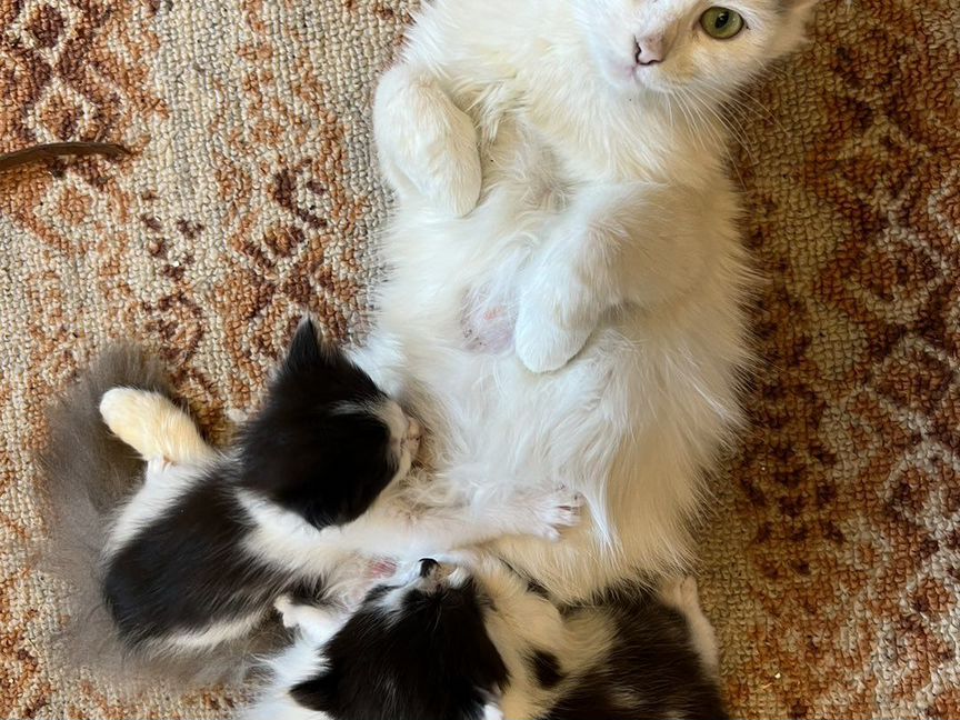 Котята в добрые руки