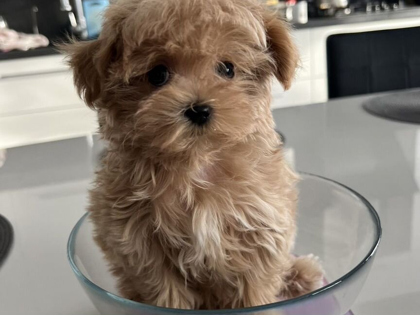 Щенки мальтипу f1 мини micro мальчик