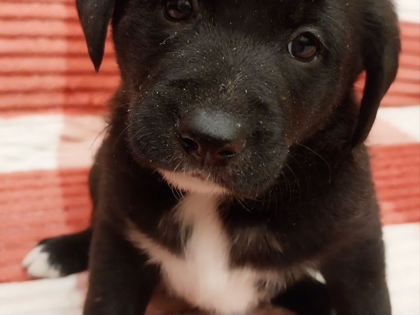 Щенок в добрые руки.В Новый год с новым другом