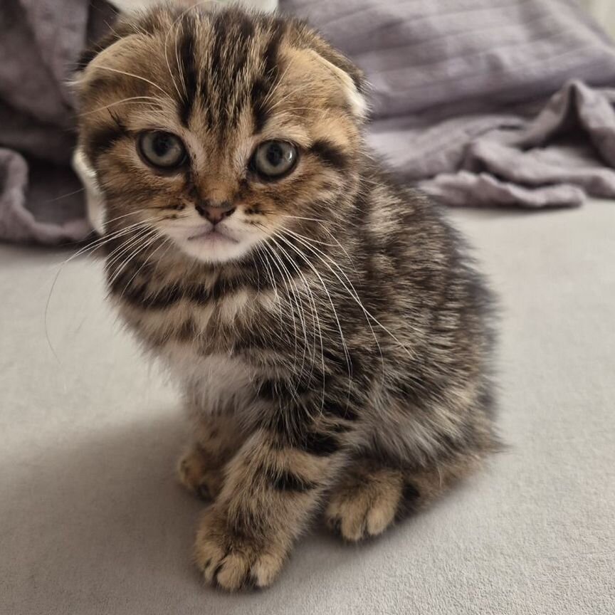 Шотландский вислоухий короткошёрстный котёнок