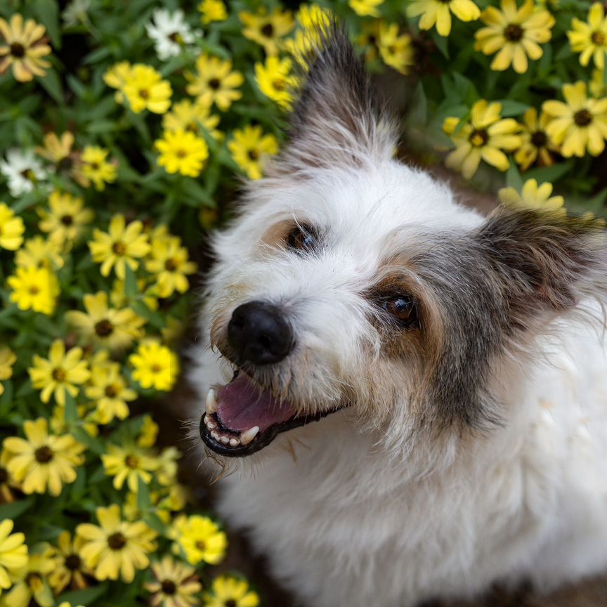 Собака в добрые руки