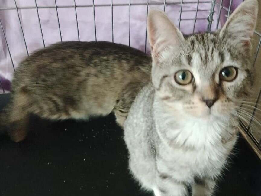 Котенок серая полосатка