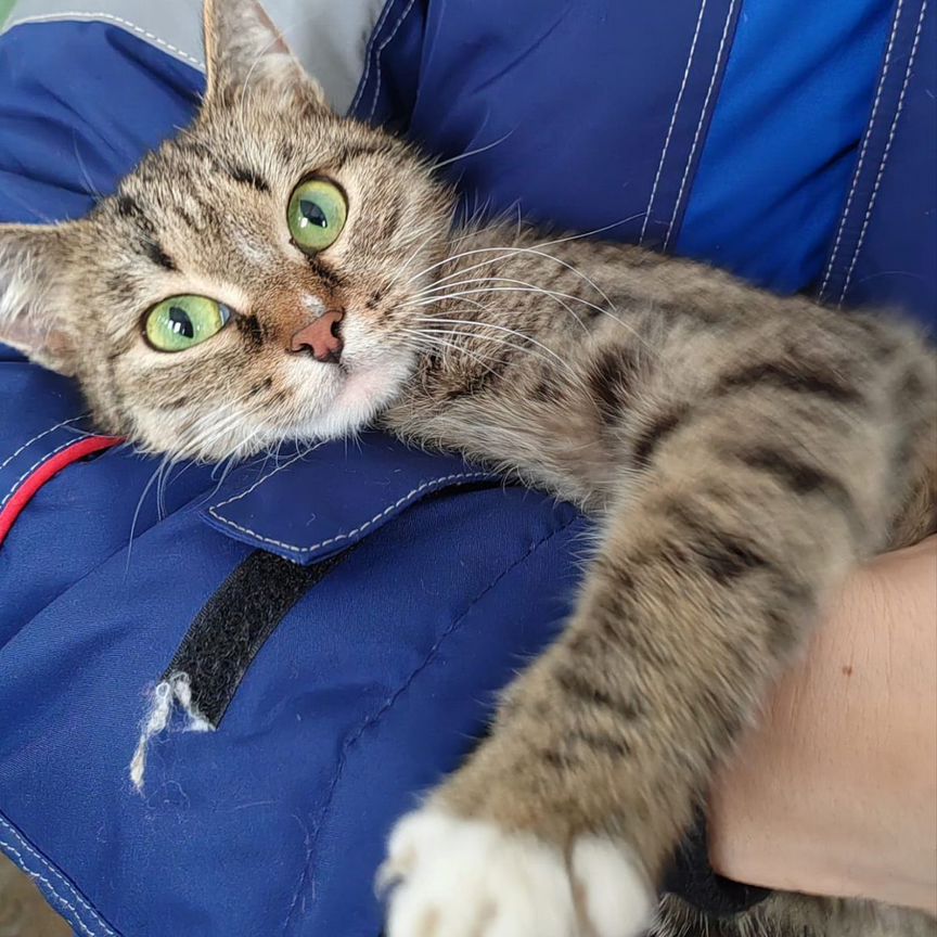 Кошечка в добрые ручки