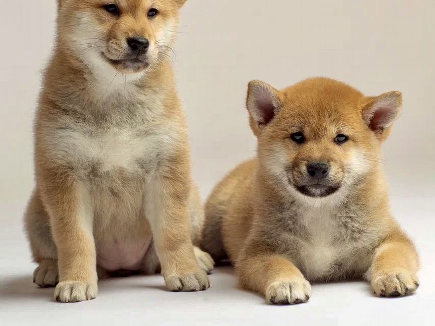 Щенки сиба ину