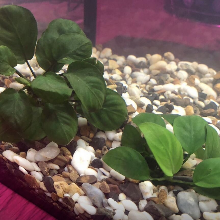 Продажа аквариума