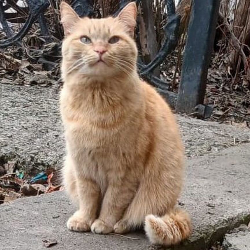 Кошки бесплатно