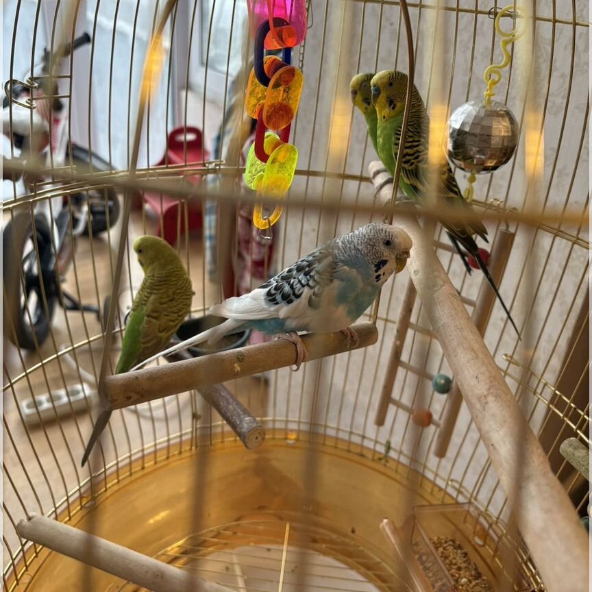 Волнистые попугаи