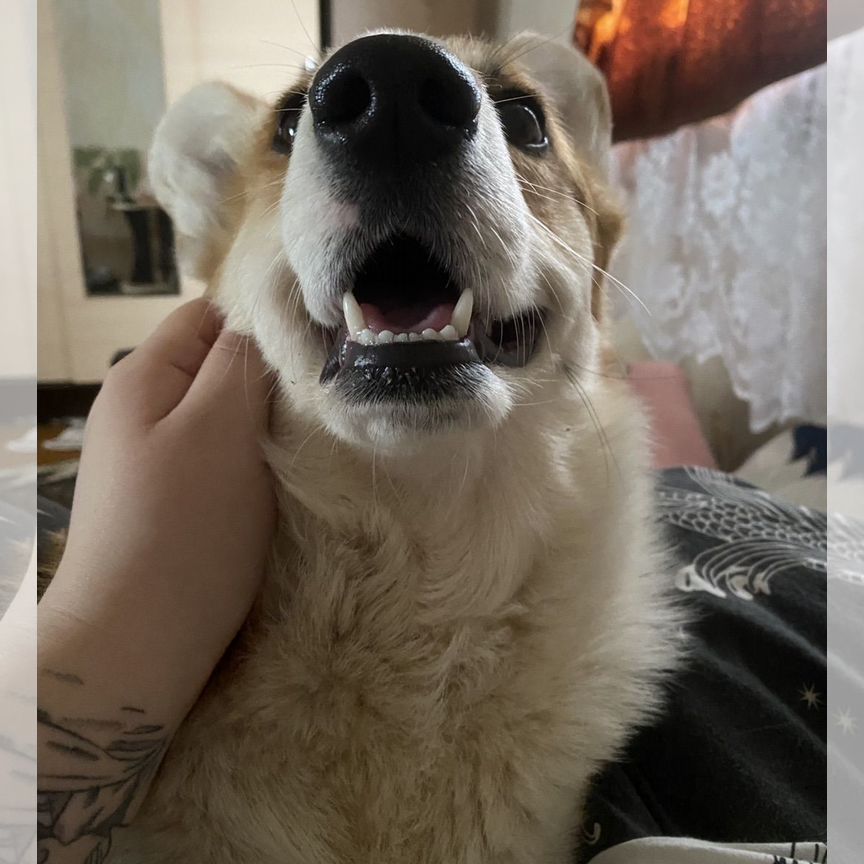 Вельш-корги пемброк