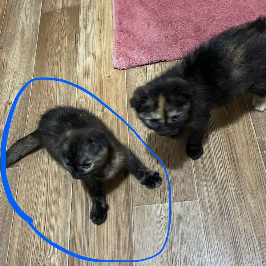 Шотландский вислоухий короткошёрстный котёнок