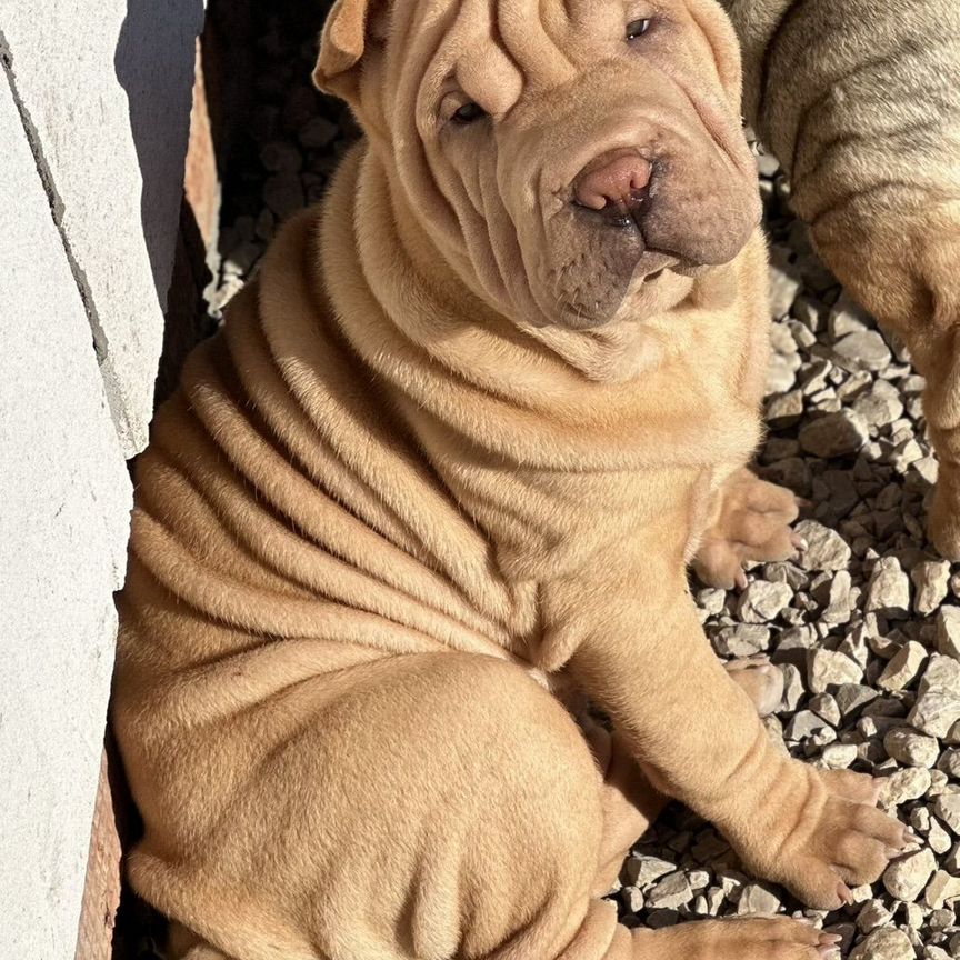 Щенок шарпея из питомника "Ирденс Голд"