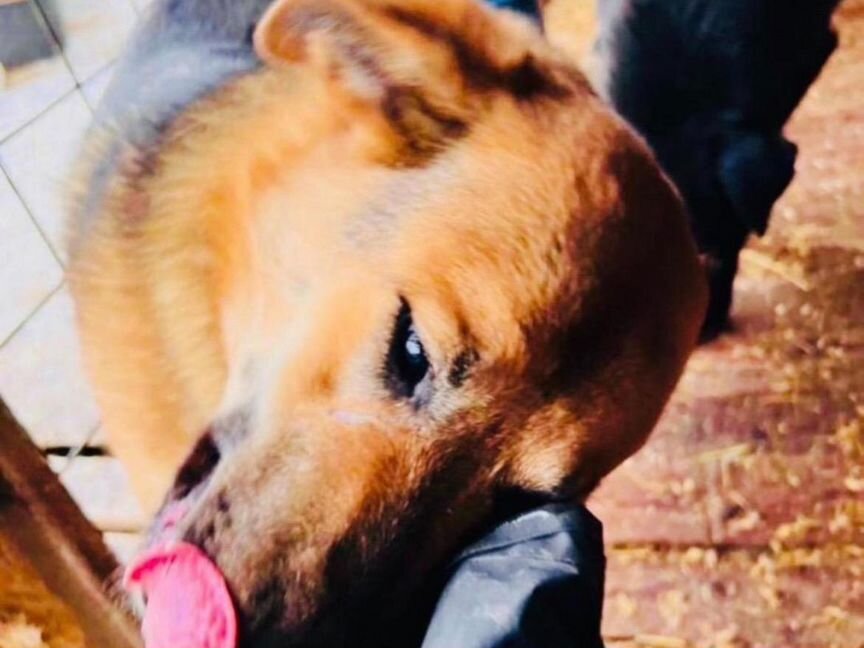 Собака ласковая ей плохо в приюте ее обижают