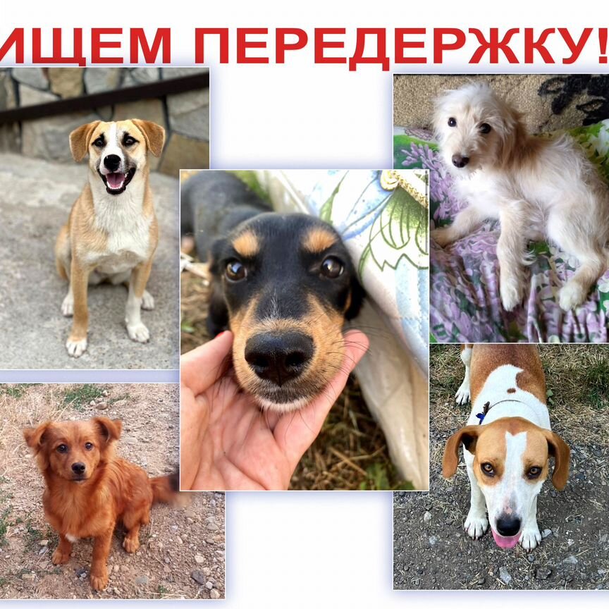 Ищем передержку для маленьких собачек