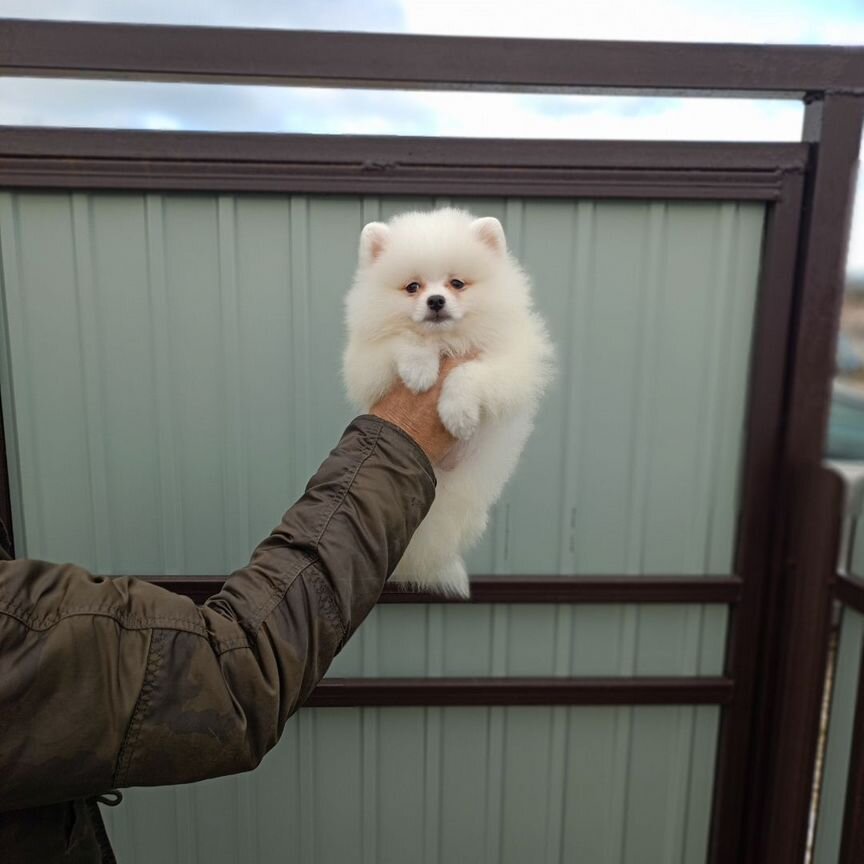 Померанский шпиц мини белый мишка