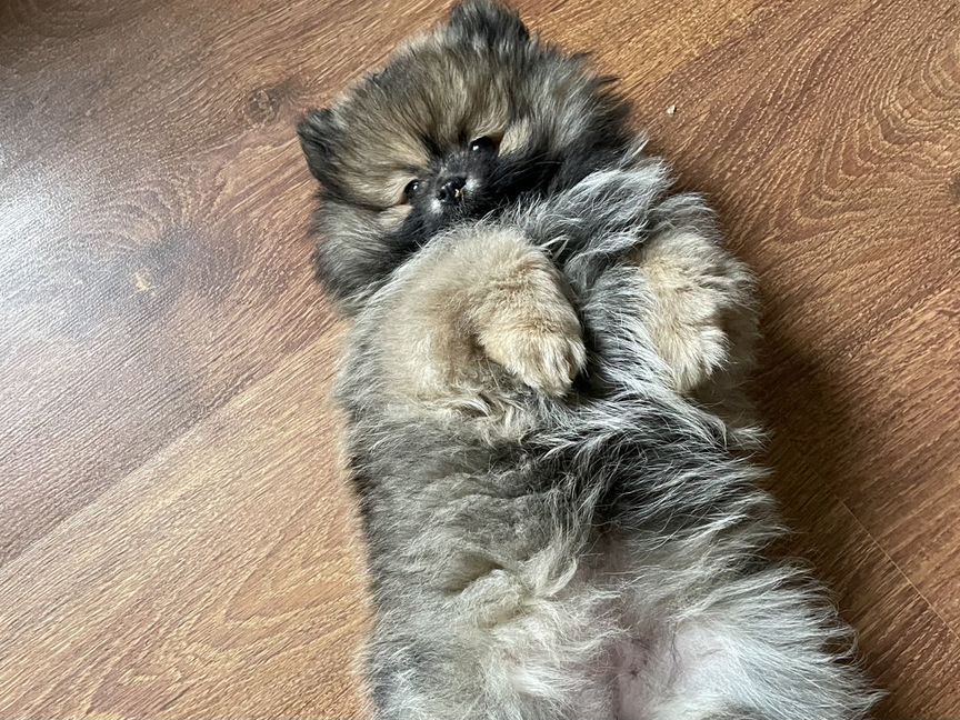 Щенки шпица